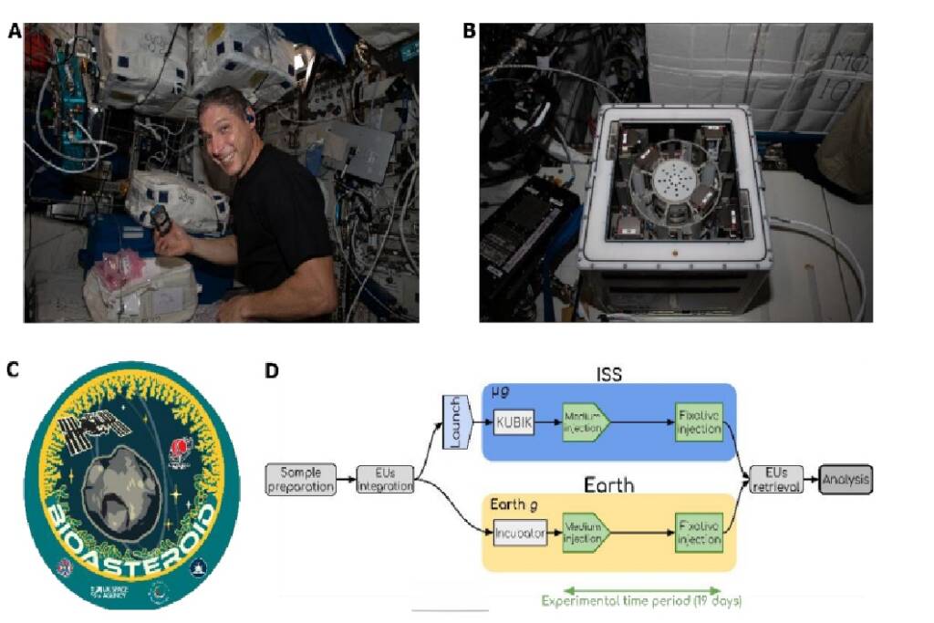 BioAsteroid: How fungi and bacteria mine platinum and palladium in ...